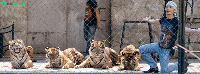 tiger show - Gadt Travel